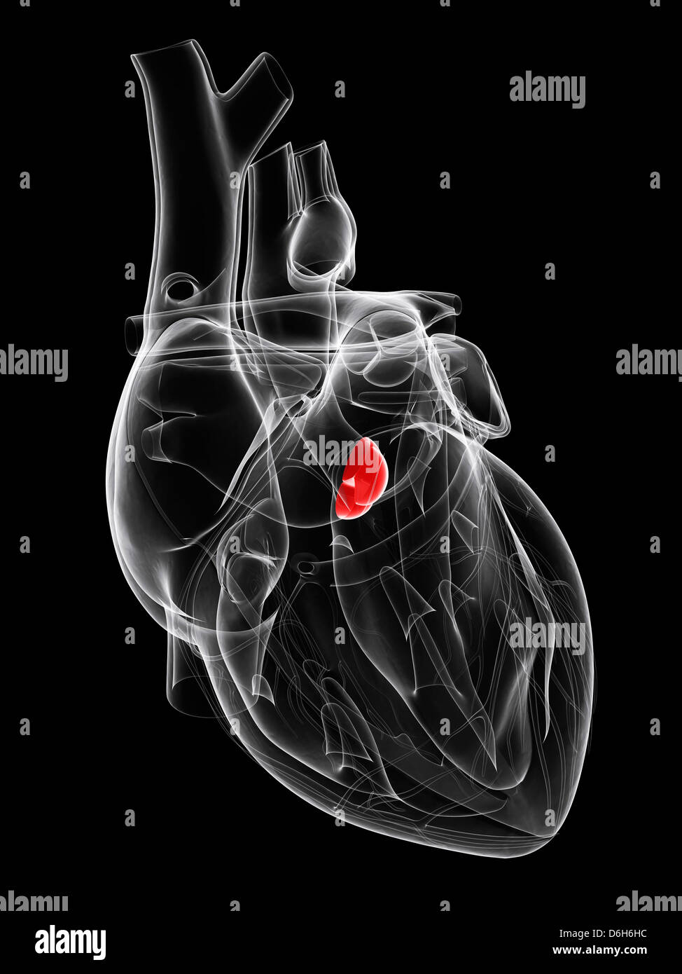 Aortic valve -Fotos und -Bildmaterial in hoher Auflösung – Alamy
