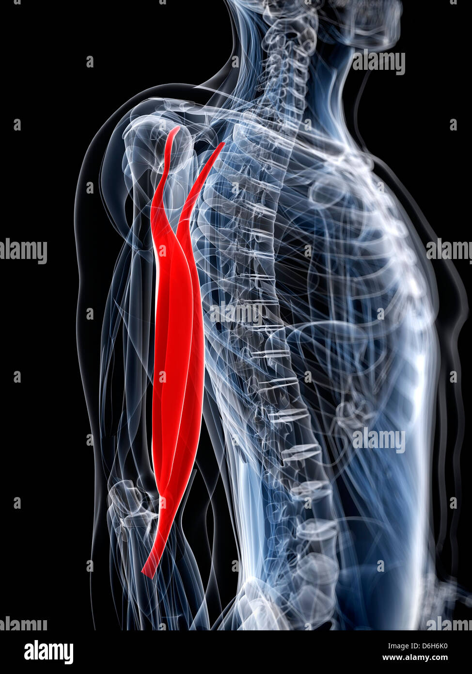 Arm muscle anatomy -Fotos und -Bildmaterial in hoher Auflösung – Alamy