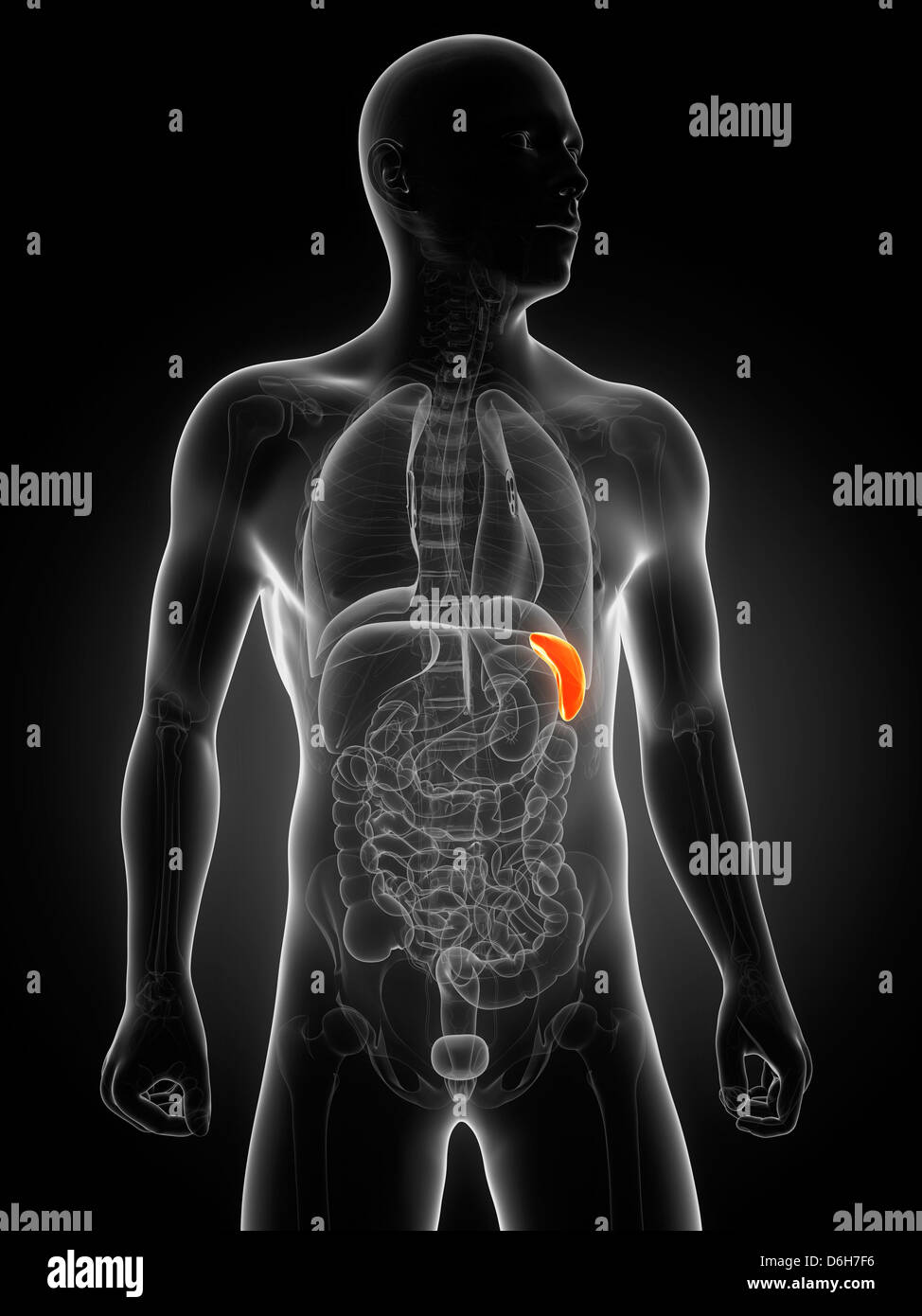 Milz Organ Stockfotos und -bilder Kaufen - Alamy