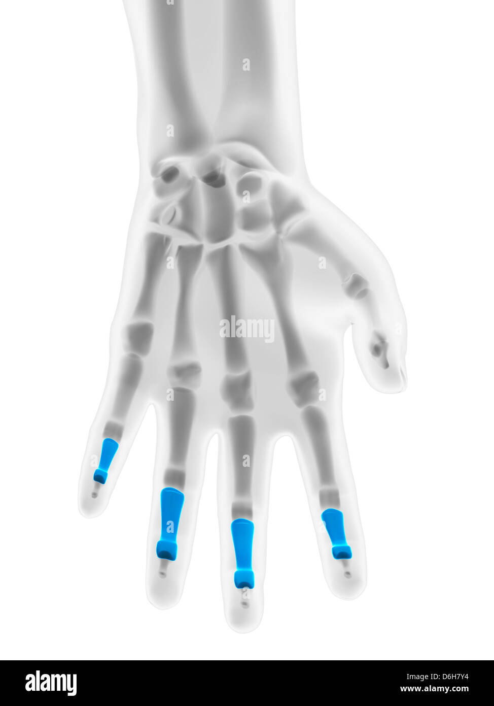 Intermediate phalanx -Fotos und -Bildmaterial in hoher Auflösung – Alamy