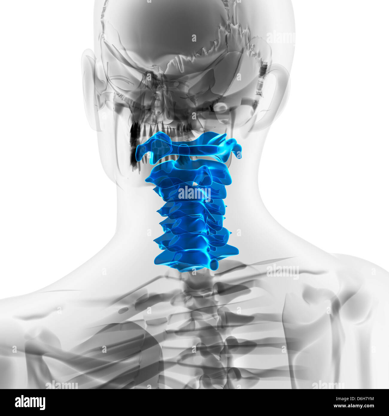 Vertebrae cervicales -Fotos und -Bildmaterial in hoher Auflösung – Alamy