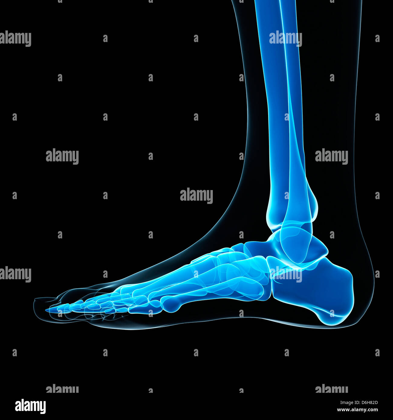 Fuß Knochen Stockfotos und -bilder Kaufen - Alamy