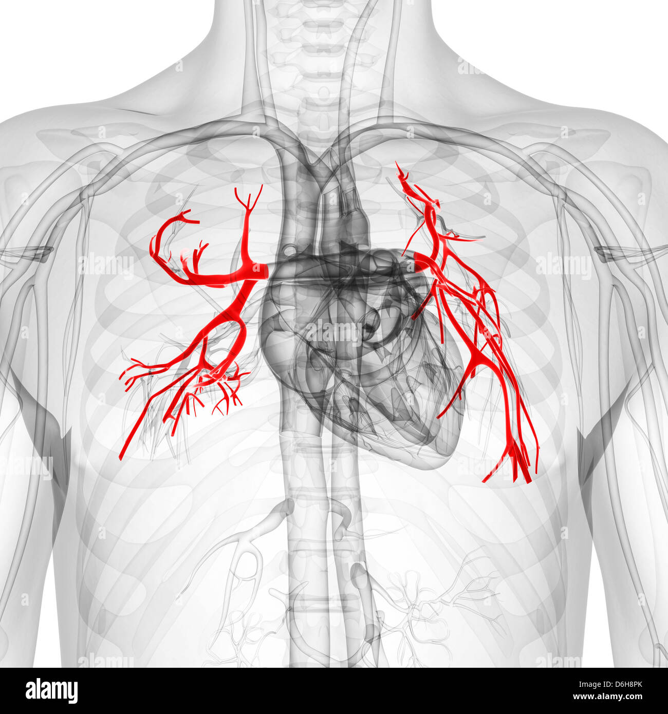 Pulmonary circulation -Fotos und -Bildmaterial in hoher Auflösung – Alamy