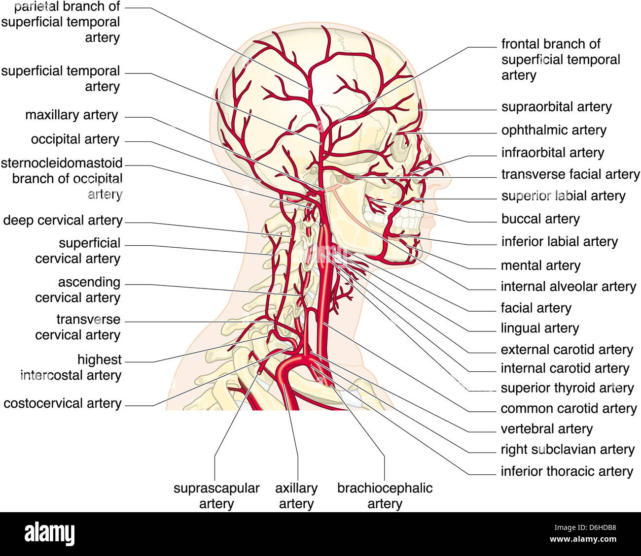 Kopf venen arterien -Fotos und -Bildmaterial in hoher Auflösung – Alamy