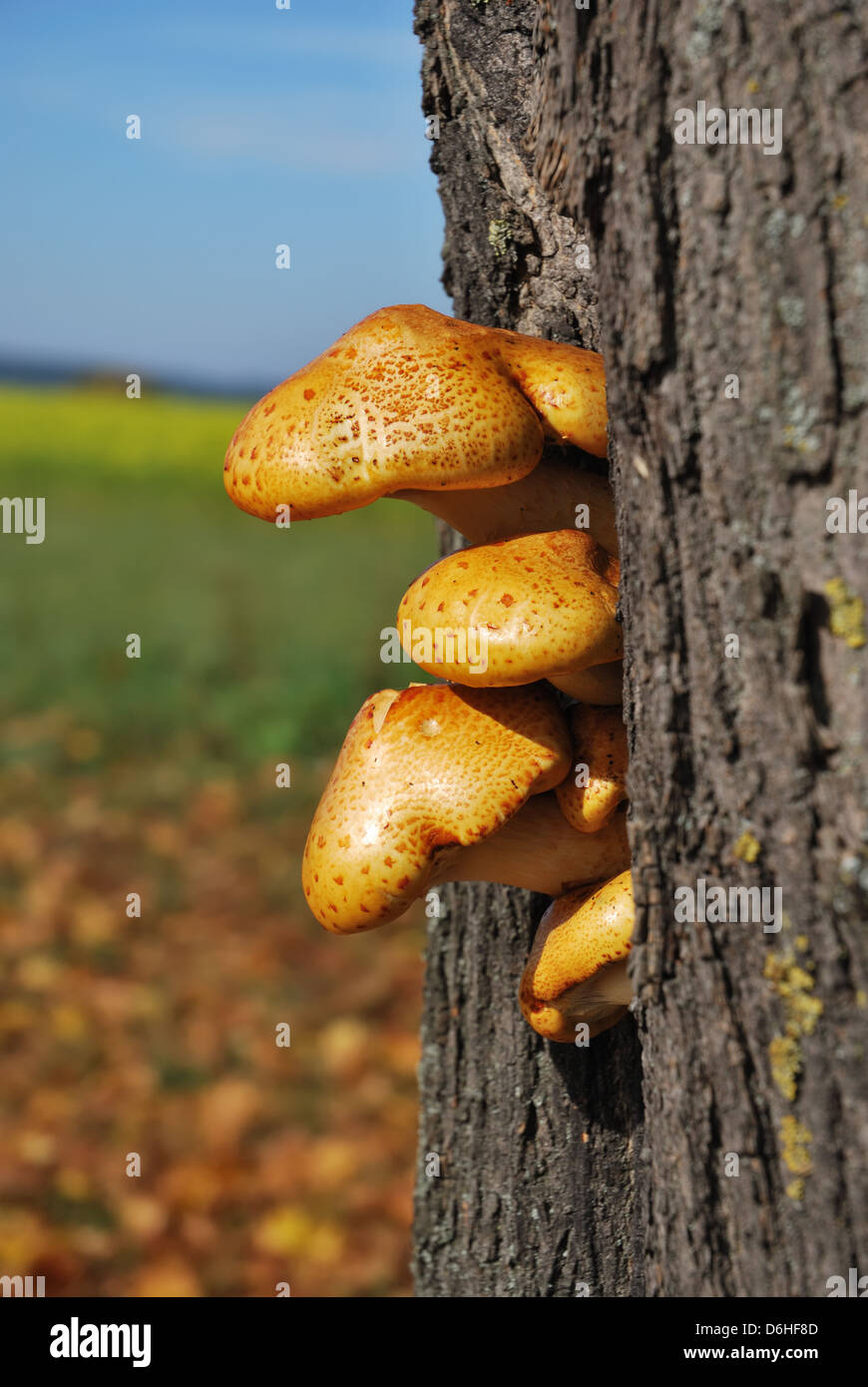 Baumpilze Stockfotos und -bilder Kaufen - Alamy