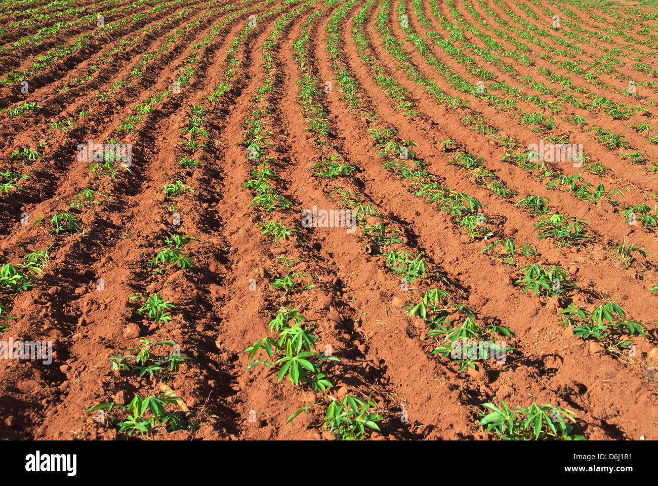 Anbau von maniok -Fotos und -Bildmaterial in hoher Auflösung – Alamy