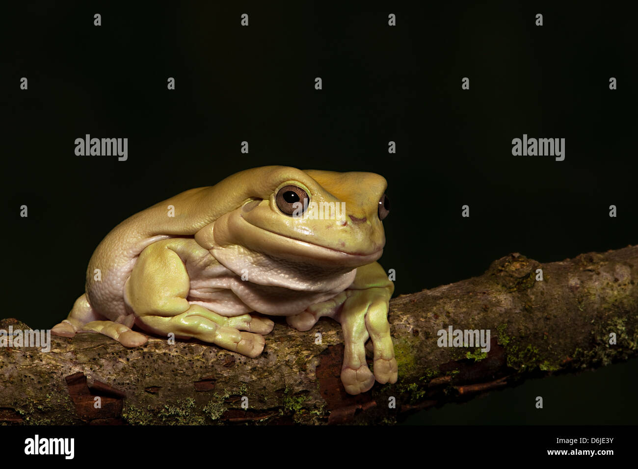 Litoria frosch australien -Fotos und -Bildmaterial in hoher Auflösung ...