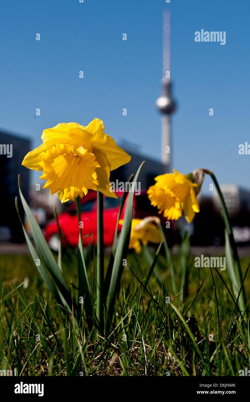 Gelbe Narzissen stehen in voller Blüte auf einer Wiese am Strausberger ...