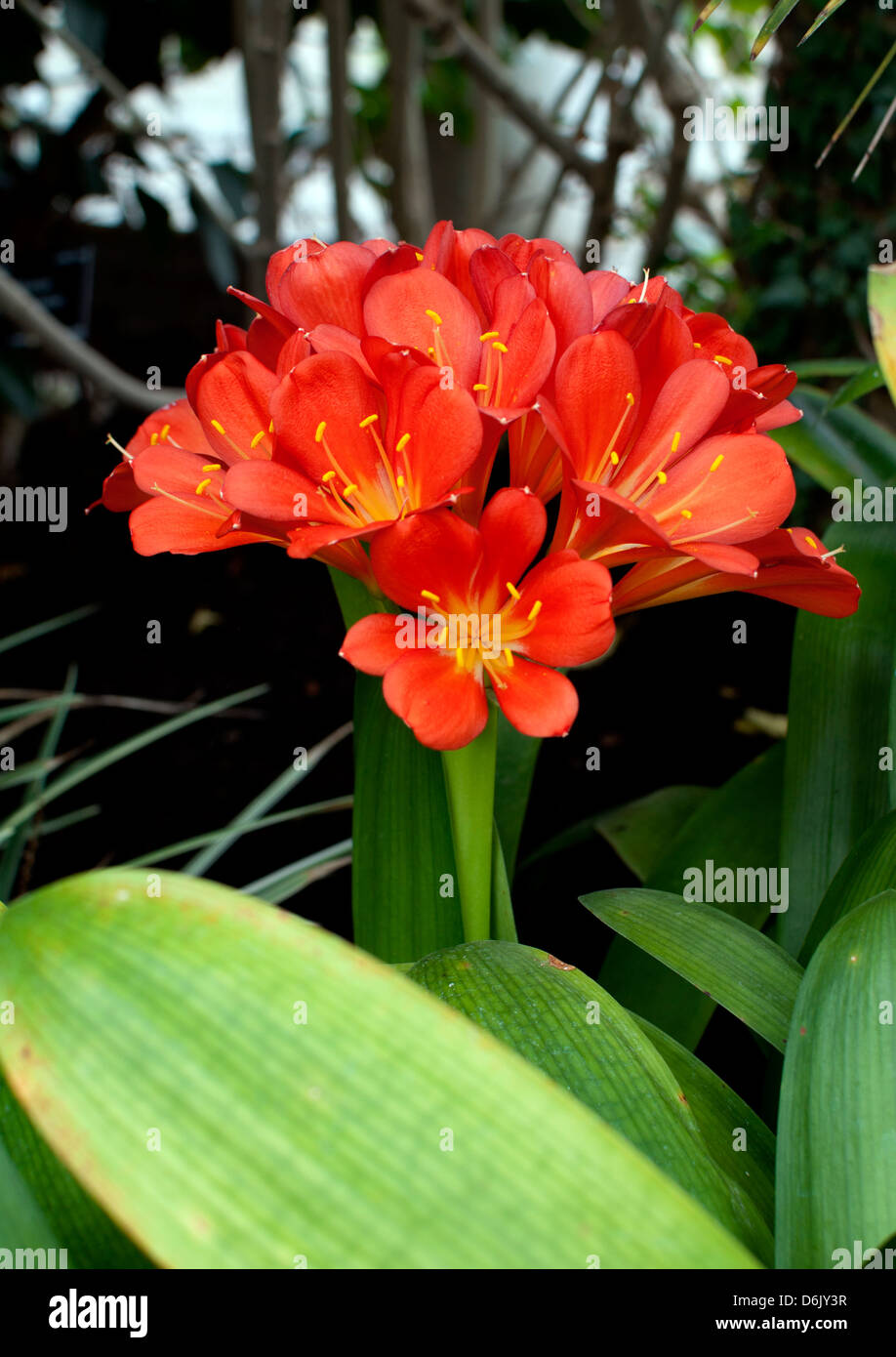 Bush lily -Fotos und -Bildmaterial in hoher Auflösung – Alamy
