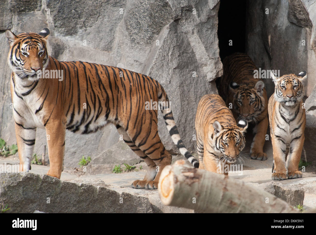 Tiger In Berlin Zoo Stockfotos und -bilder Kaufen - Alamy