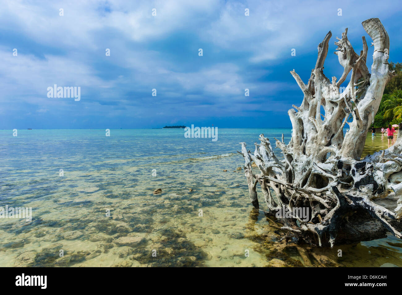 Toter Baum am Mikro Beach in Garapan, Saipan, Nördliche Marianen ...