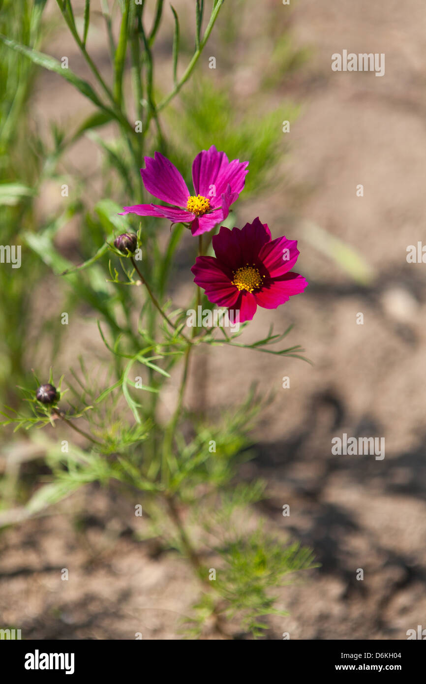 Lila gartenkosmos -Fotos und -Bildmaterial in hoher Auflösung – Alamy