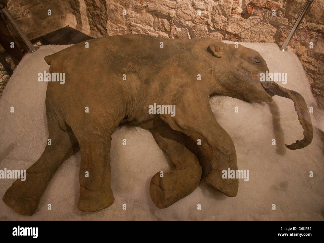 Baby mammut -Fotos und -Bildmaterial in hoher Auflösung – Alamy