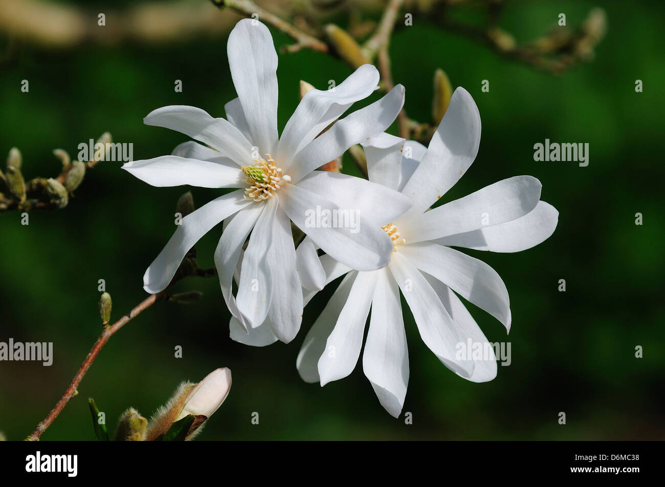 Magnolien strauch -Fotos und -Bildmaterial in hoher Auflösung – Alamy