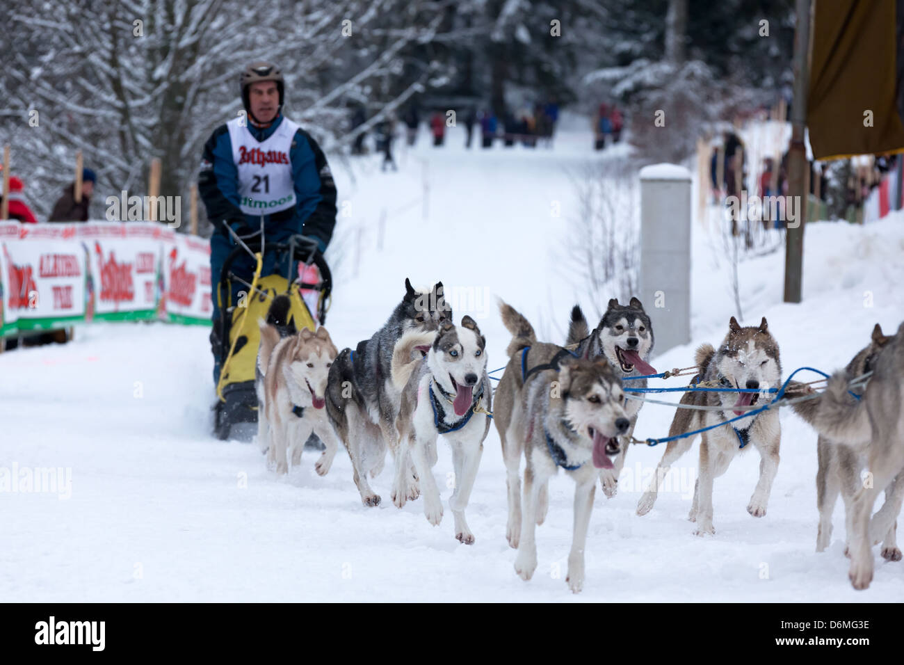 Todtoos hunde -Fotos und -Bildmaterial in hoher Auflösung – Alamy