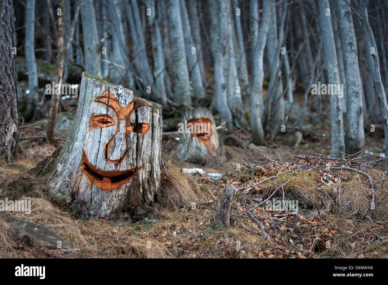 Elfen im Wald Stockfotografie - Alamy