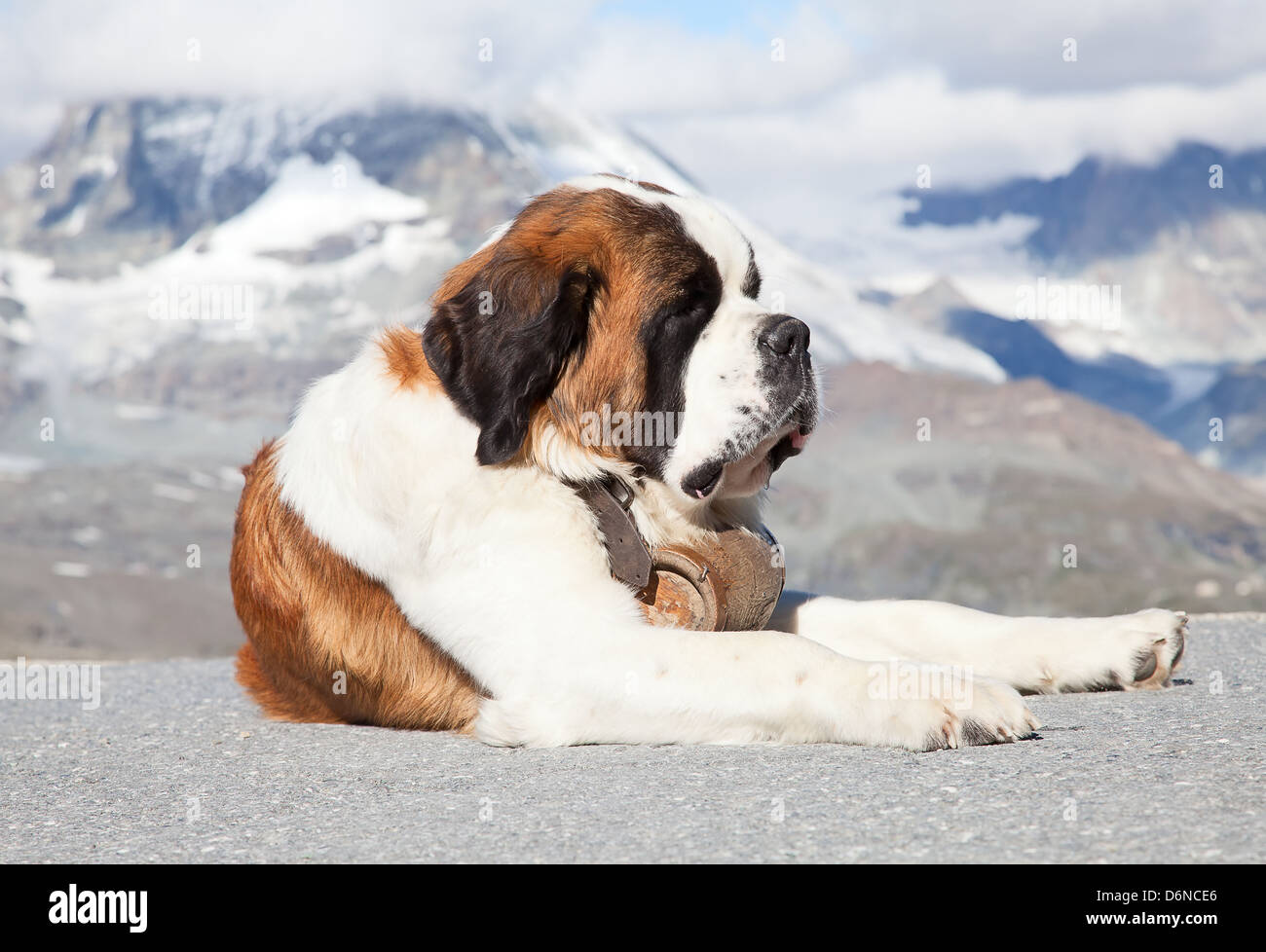 Bernhardiner mit Fass Rescue betriebsbereit Stockfotografie - Alamy