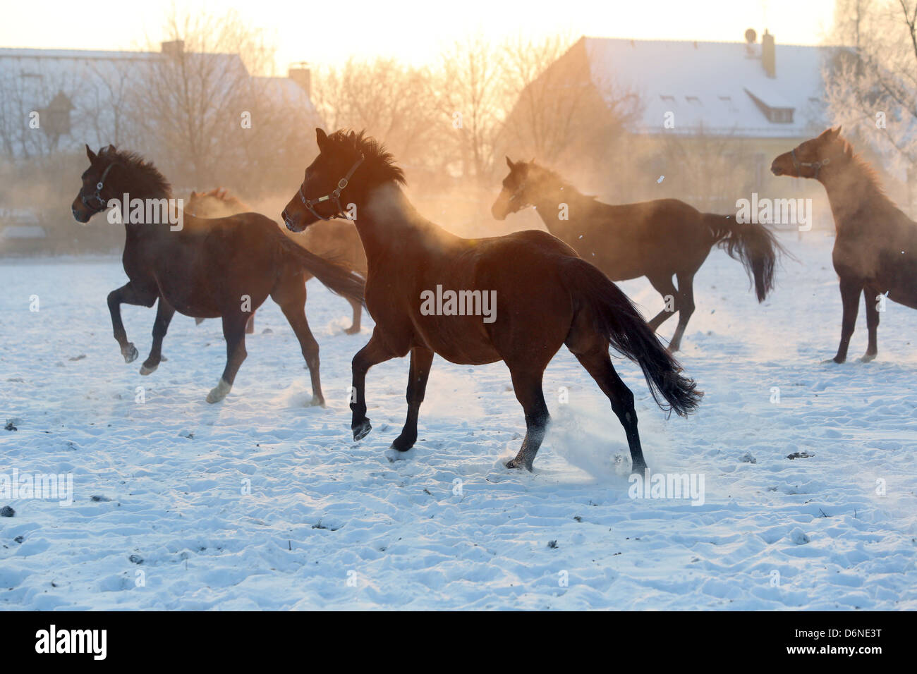 Graditz, Deutschland, Pferde galoppieren im Winter auf der Weide durch ...