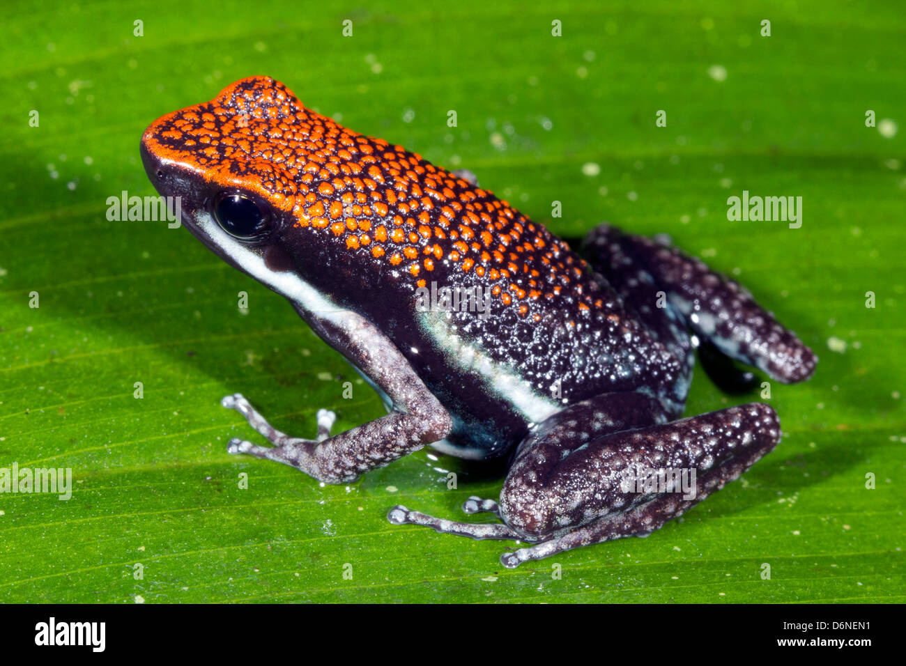 Frosch Pfeilgiftfrosch Dendrobates Blattregenwald Stockfotos und ...