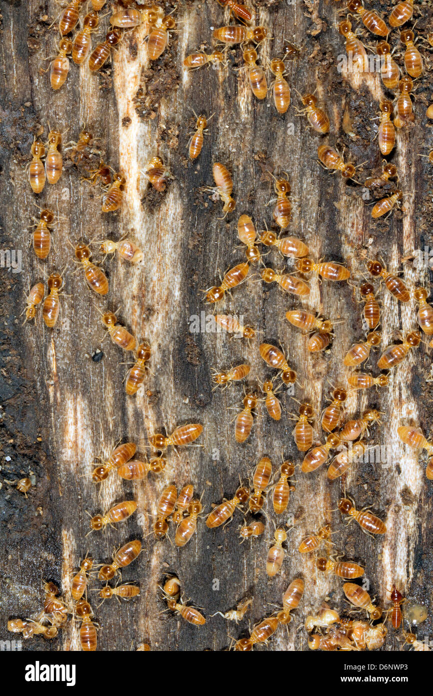 Holz termiten -Fotos und -Bildmaterial in hoher Auflösung – Alamy