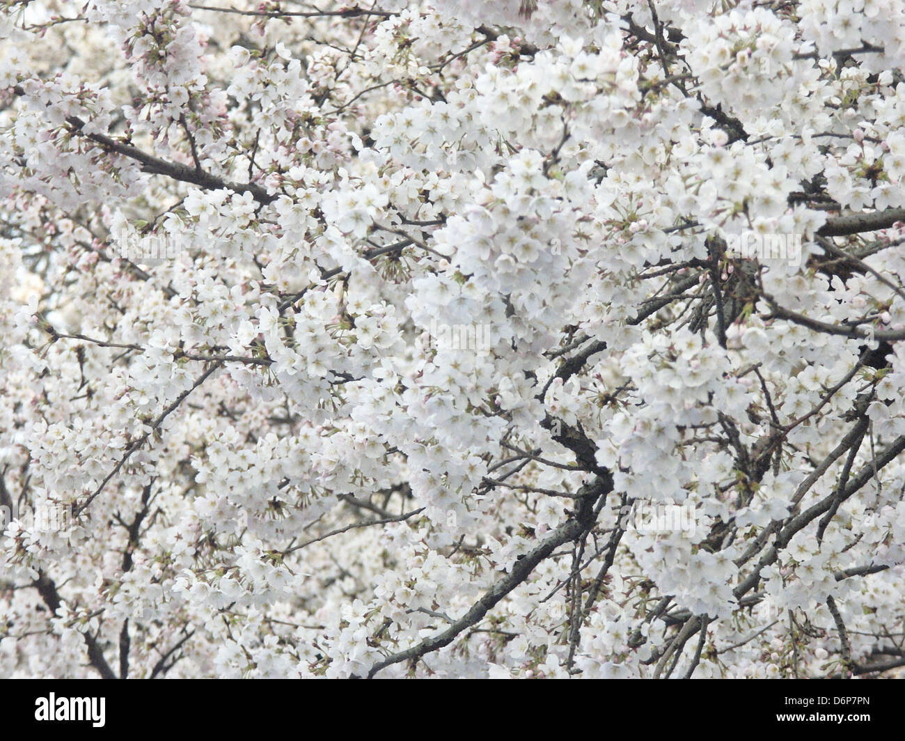 Japan, Tokio, Kirsche, Yoshino-Kirsche (Prunus x Yedoensis) weiße ...