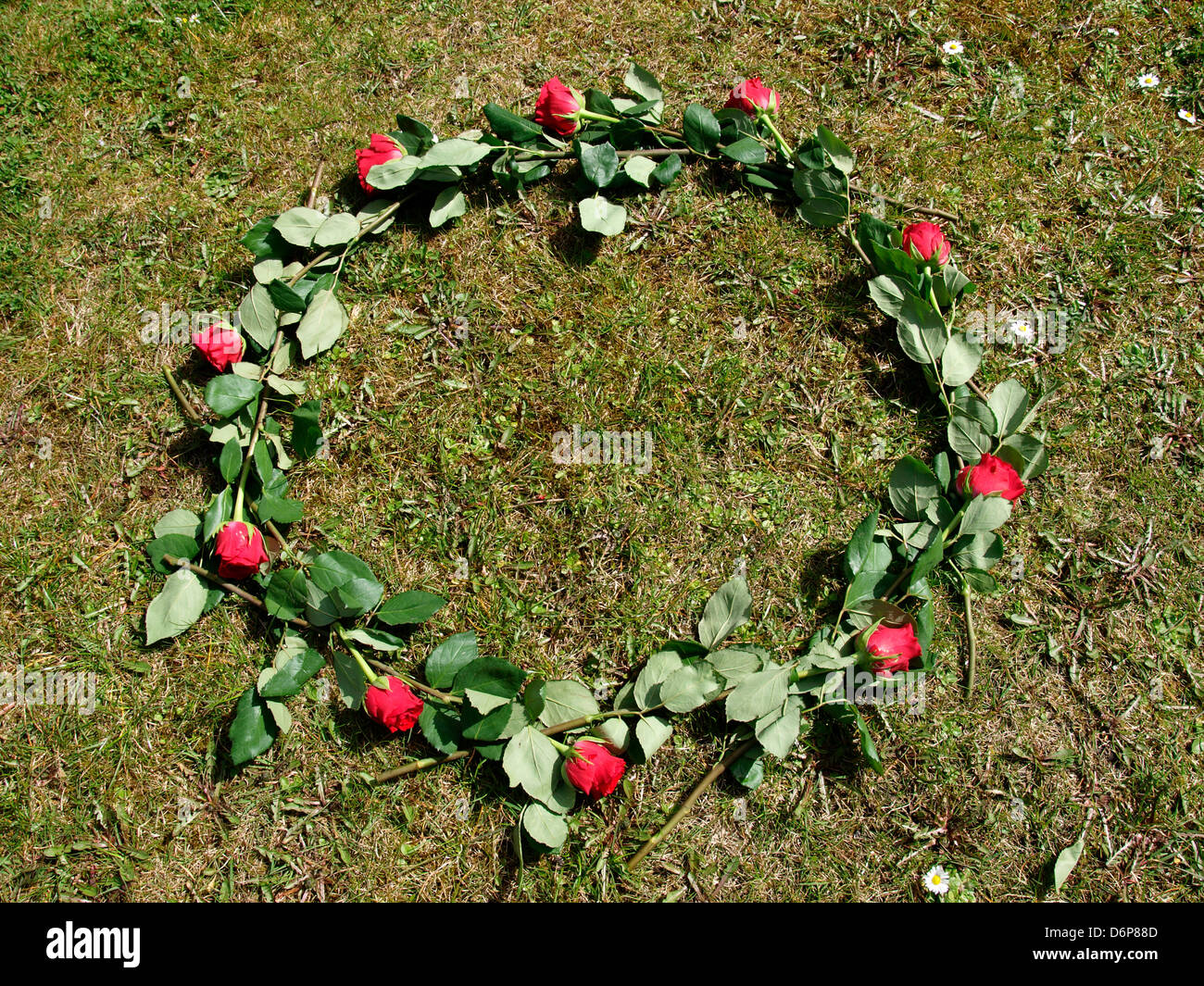 Rosen kreis -Fotos und -Bildmaterial in hoher Auflösung – Alamy