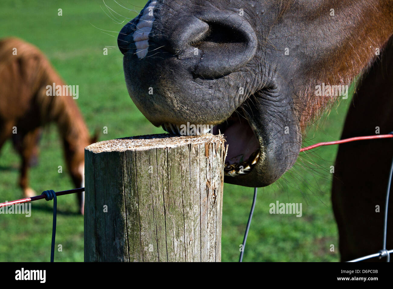 Pferd von zaun -Fotos und -Bildmaterial in hoher Auflösung – Alamy