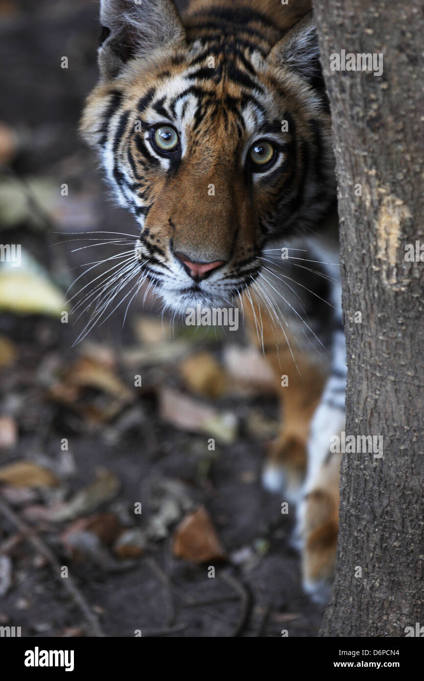 Bengal tiger -Fotos und -Bildmaterial in hoher Auflösung – Alamy