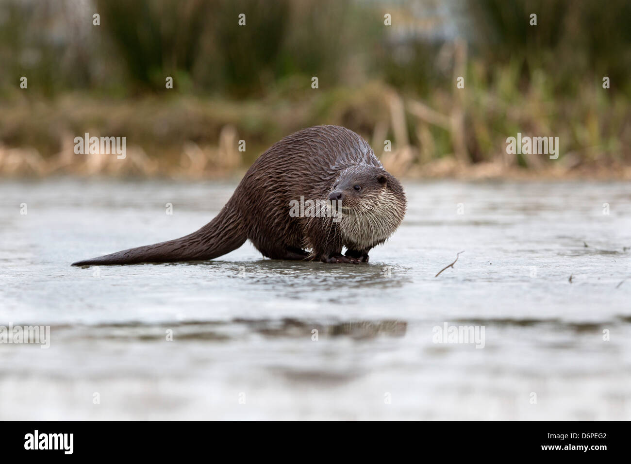 Uk otter -Fotos und -Bildmaterial in hoher Auflösung – Alamy