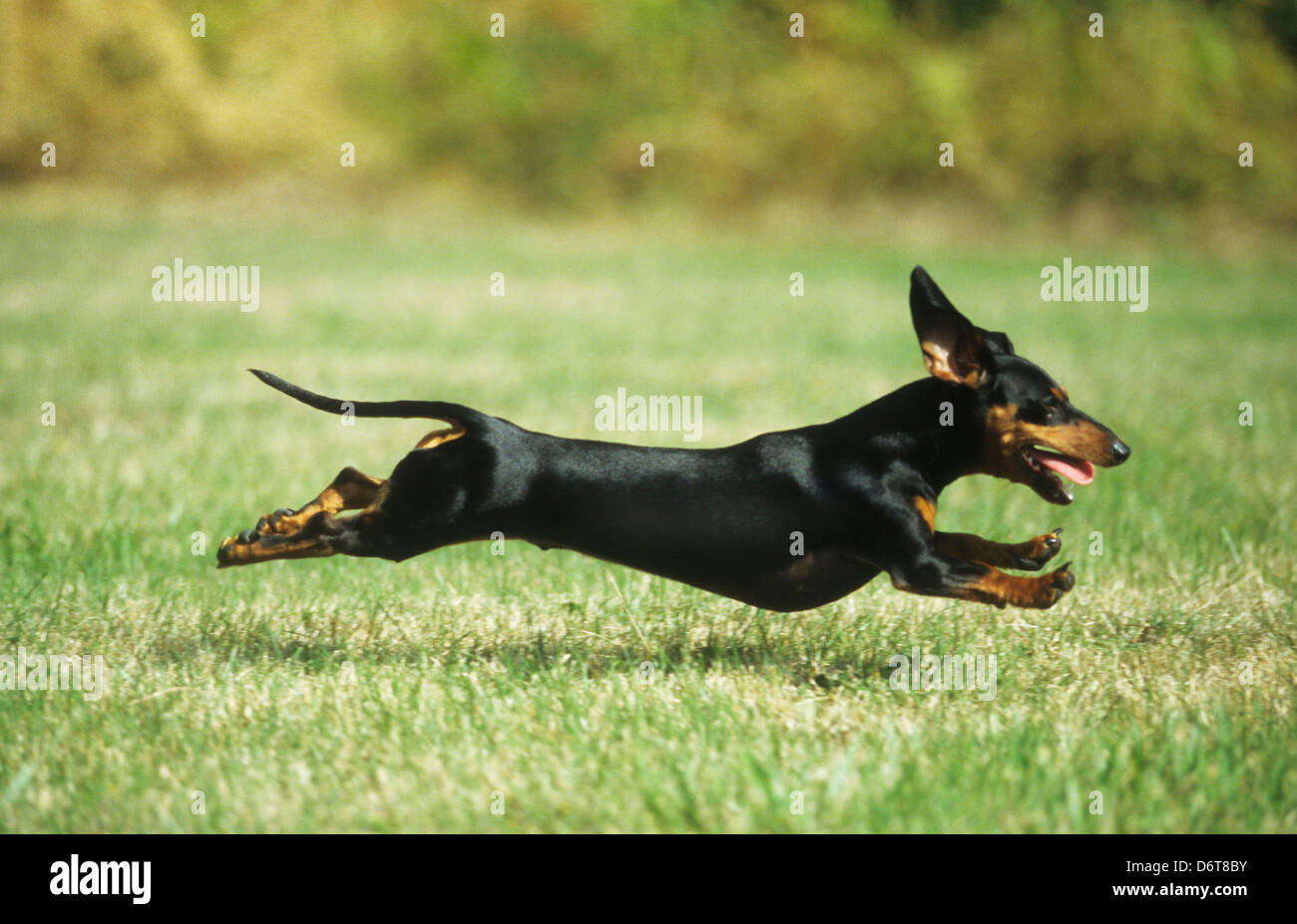 Dackel Beim Rennen Stockfotos und -bilder Kaufen - Alamy