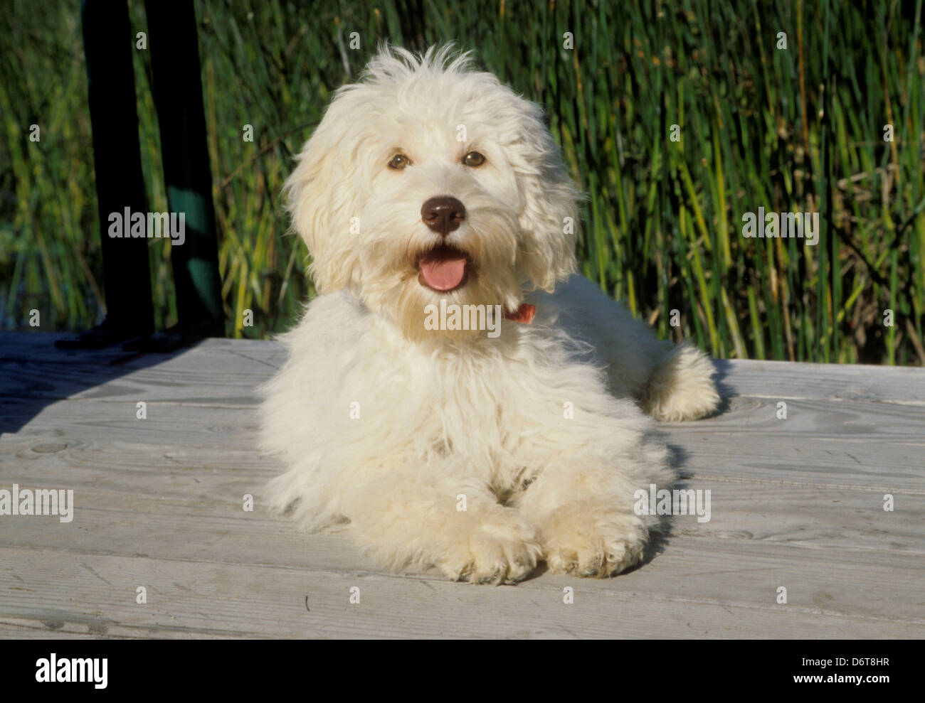 Beige labradoodle dog -Fotos und -Bildmaterial in hoher Auflösung – Alamy