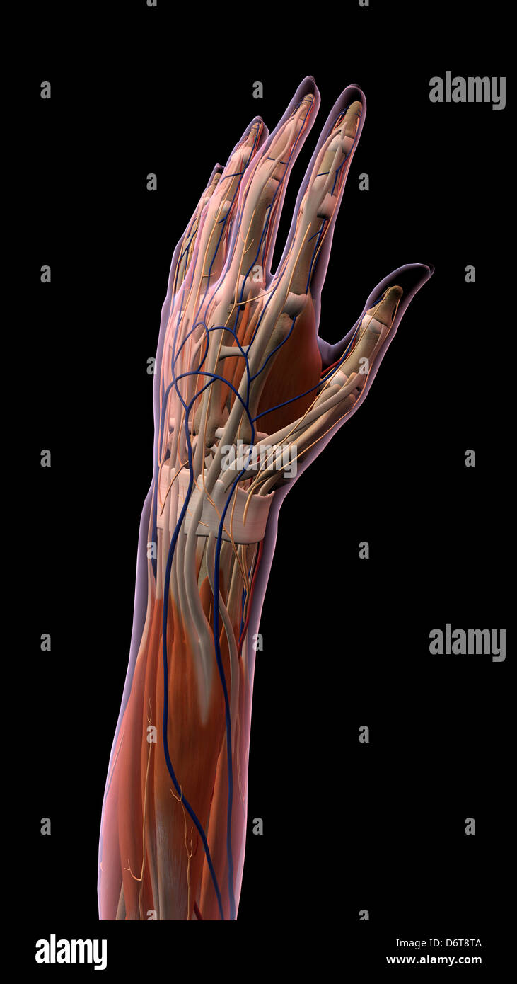 Anatomie der Frau Daumen, Finger und Handgelenk, Rücken, hintere ...