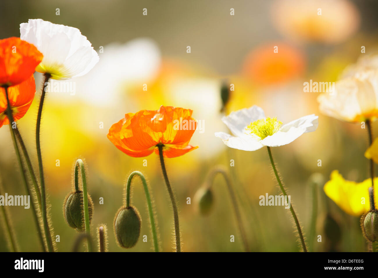 Rose island mohn -Fotos und -Bildmaterial in hoher Auflösung – Alamy
