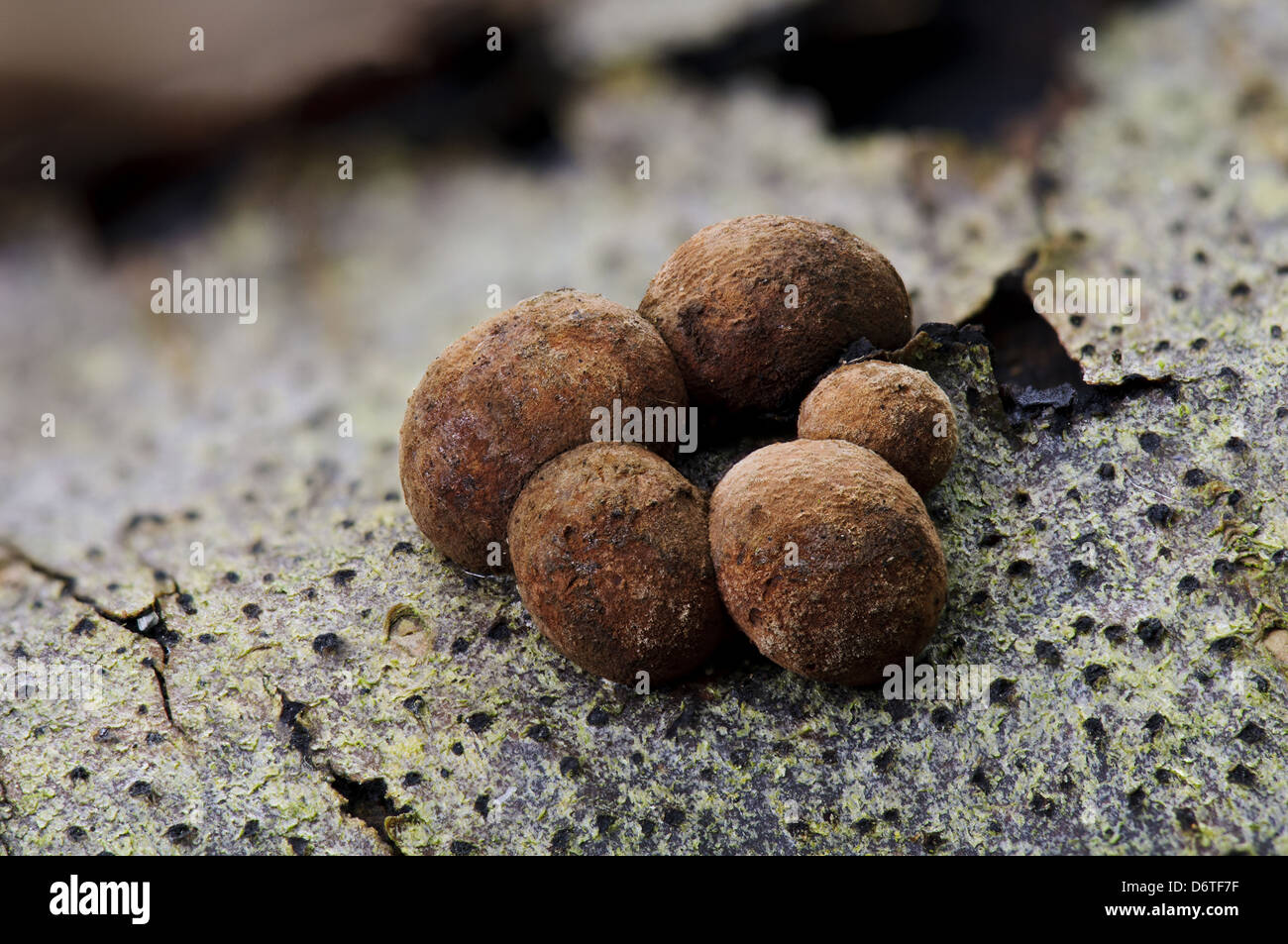 Buche Woodwart Hypoxylon Fragiforme Fruchtkörper wachsen auf Totholz im ...