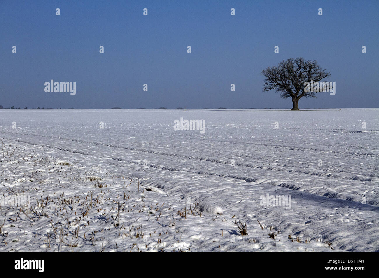Einsame englische Eiche in Ackerland Winterlandschaft. Dieses große ...