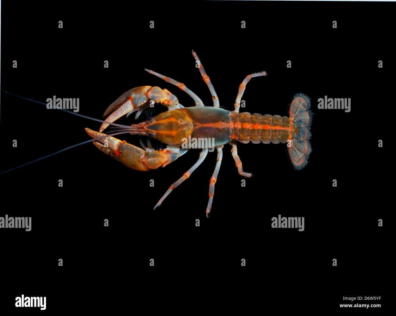 Cambarus Miltus Stockfotos und -bilder Kaufen - Alamy