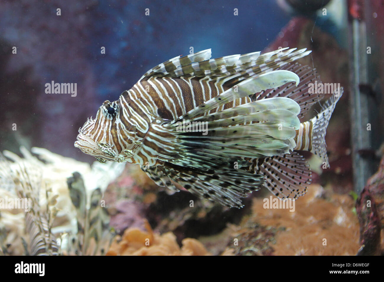 Kiel, Deutschland, Feuerfische im Aquarium des IFM-GEOMAR ...
