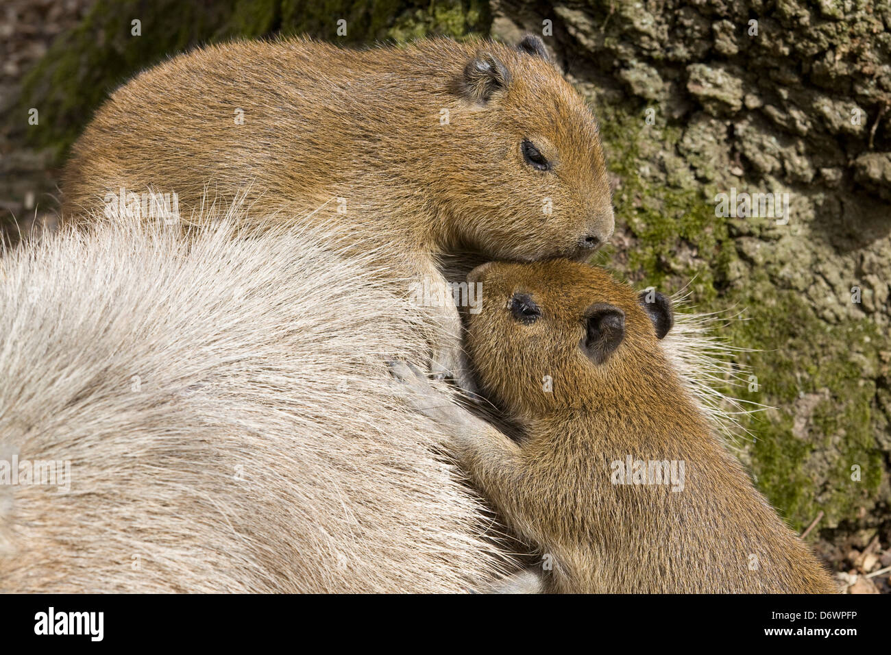 Hydrochoerus Arten Stockfotos und -bilder Kaufen - Alamy