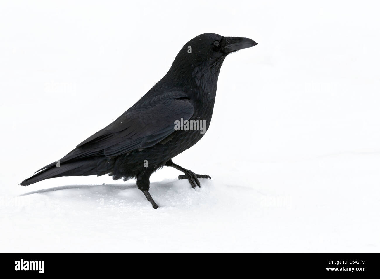 Weißer rabe -Fotos und -Bildmaterial in hoher Auflösung – Alamy