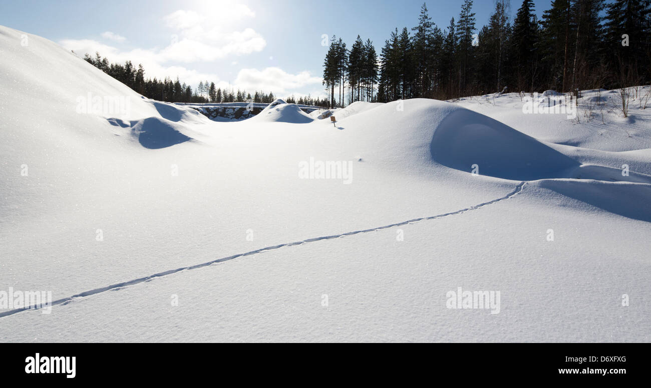 Rotfuchs spur schnee -Fotos und -Bildmaterial in hoher Auflösung – Alamy