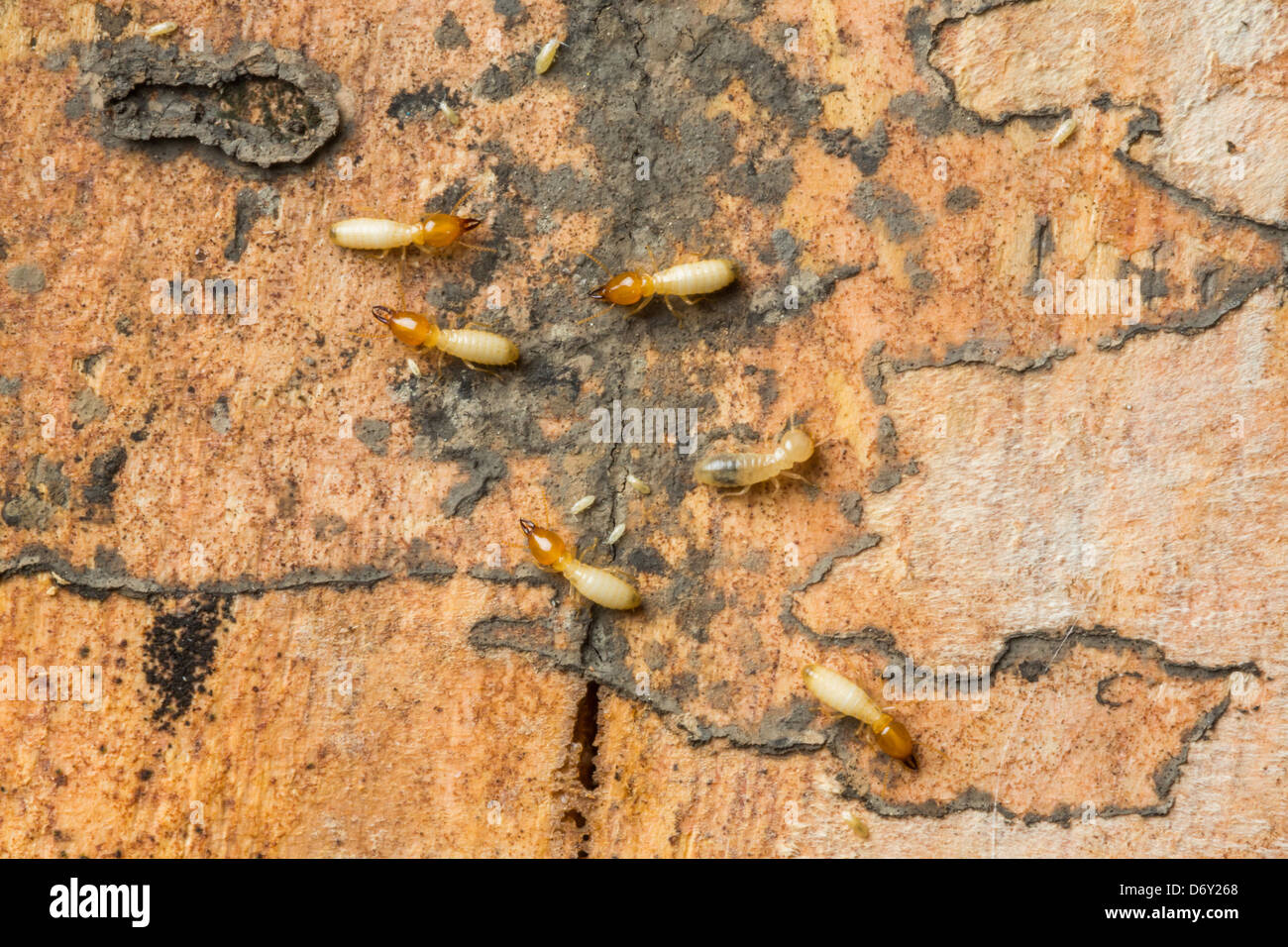 Holz termiten -Fotos und -Bildmaterial in hoher Auflösung – Alamy