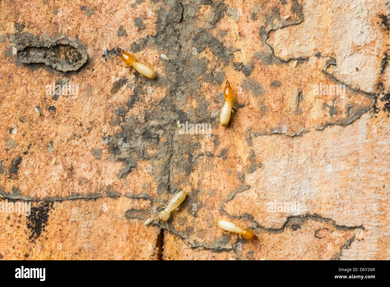 Holz termiten -Fotos und -Bildmaterial in hoher Auflösung – Alamy