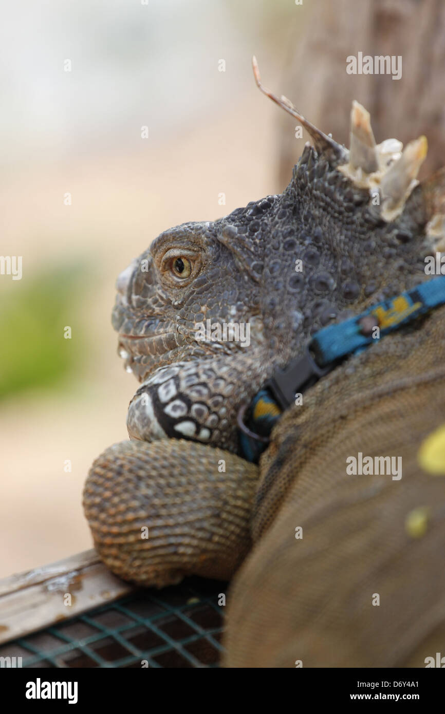 Leguan fotos -Fotos und -Bildmaterial in hoher Auflösung – Alamy