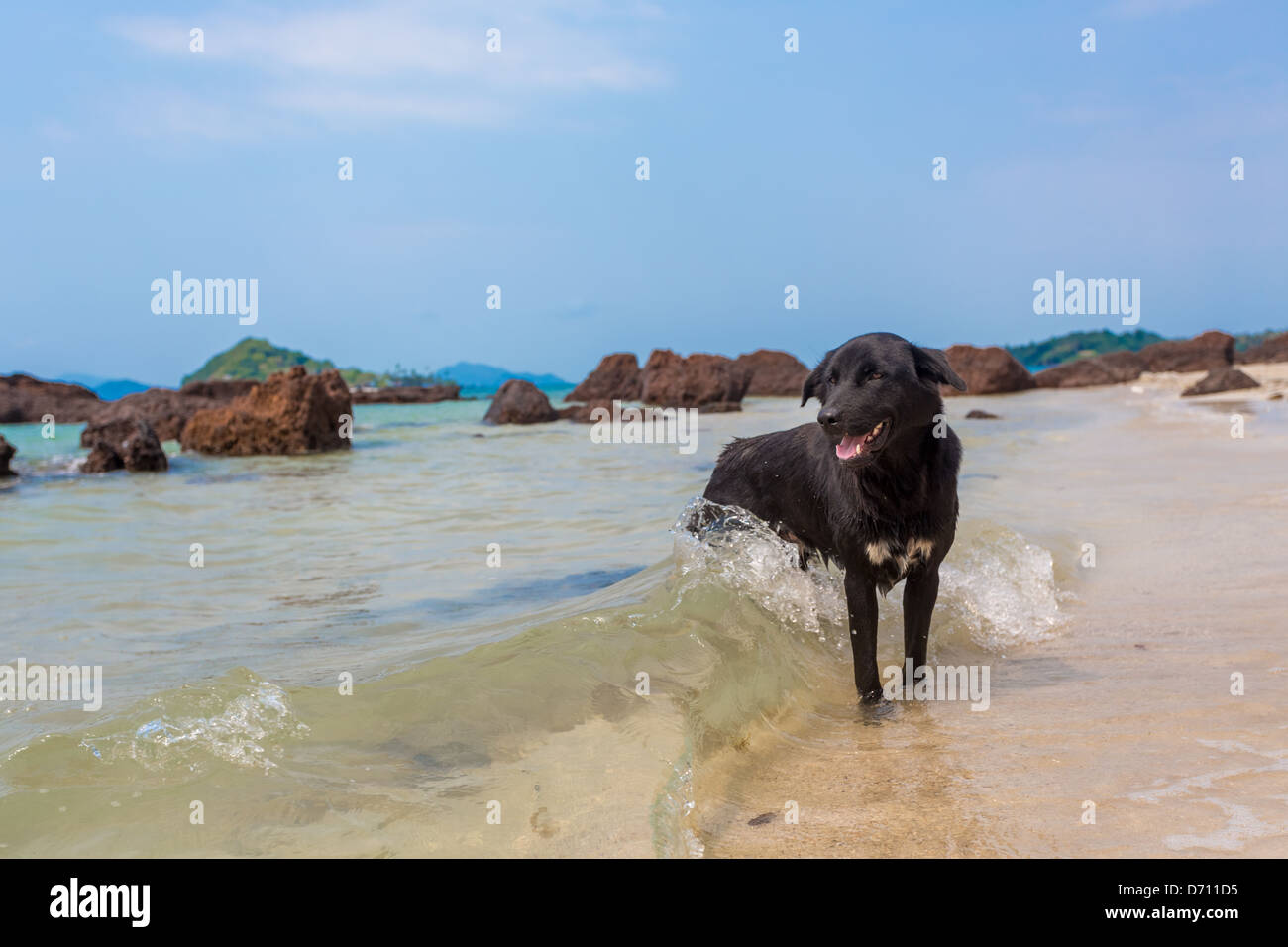 Hund am strand -Fotos und -Bildmaterial in hoher Auflösung – Alamy