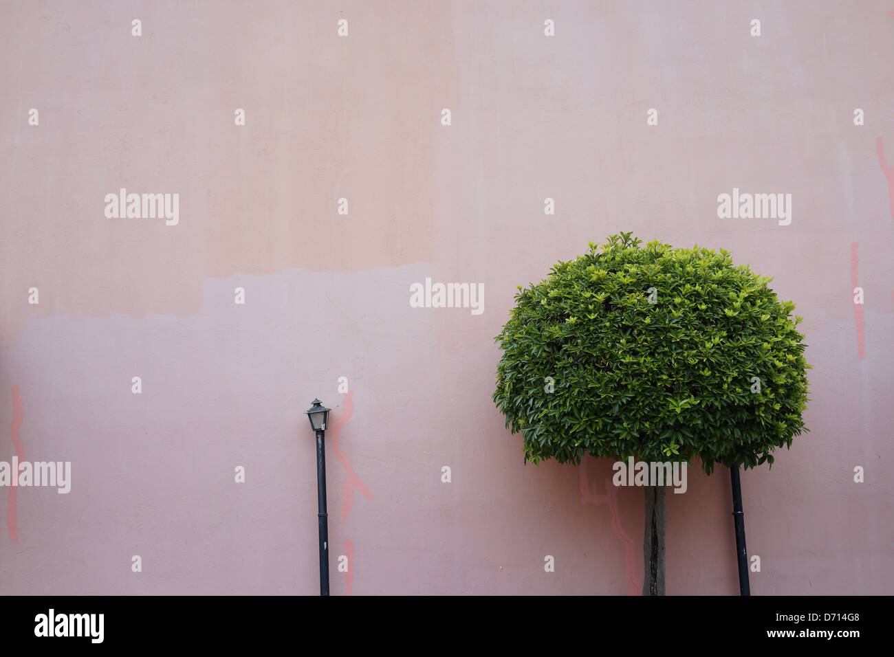 Mauer baum -Fotos und -Bildmaterial in hoher Auflösung – Alamy