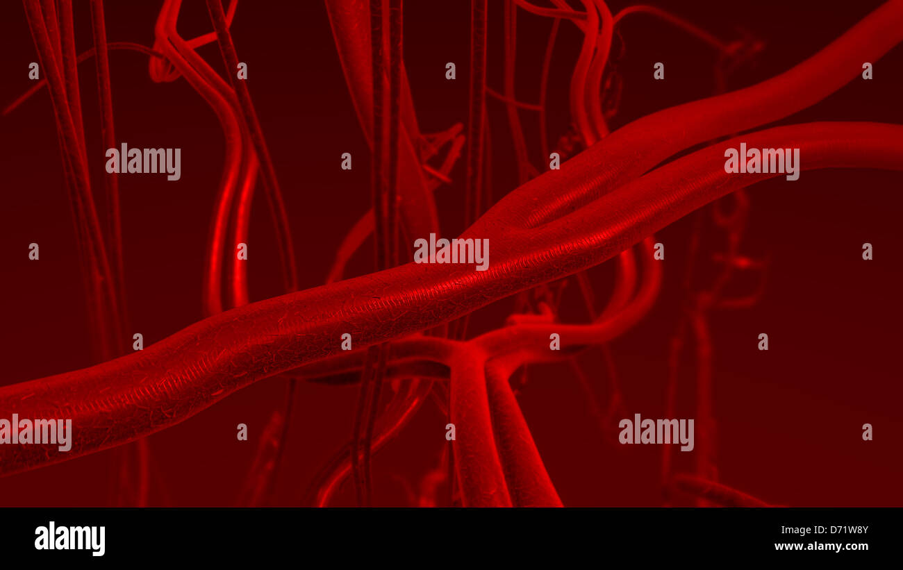 Durch vene und arterie sehen -Fotos und -Bildmaterial in hoher Auflösung – Alamy