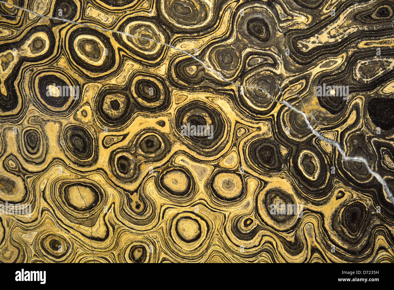 Stromatolite fossil -Fotos und -Bildmaterial in hoher Auflösung – Alamy