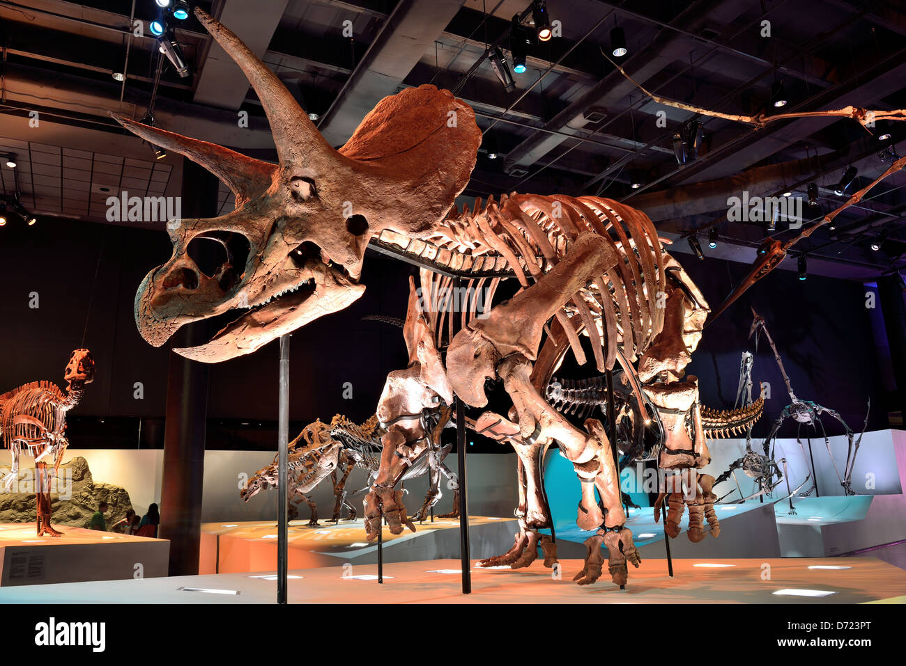 Triceratops skeleton -Fotos und -Bildmaterial in hoher Auflösung – Alamy