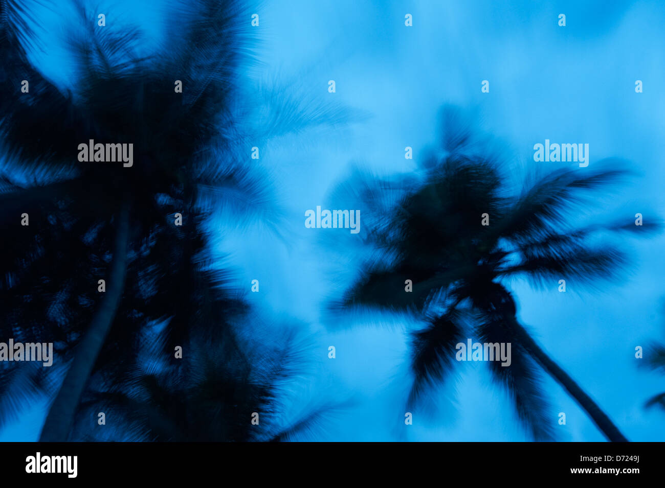 Wind weht palmen -Fotos und -Bildmaterial in hoher Auflösung – Alamy