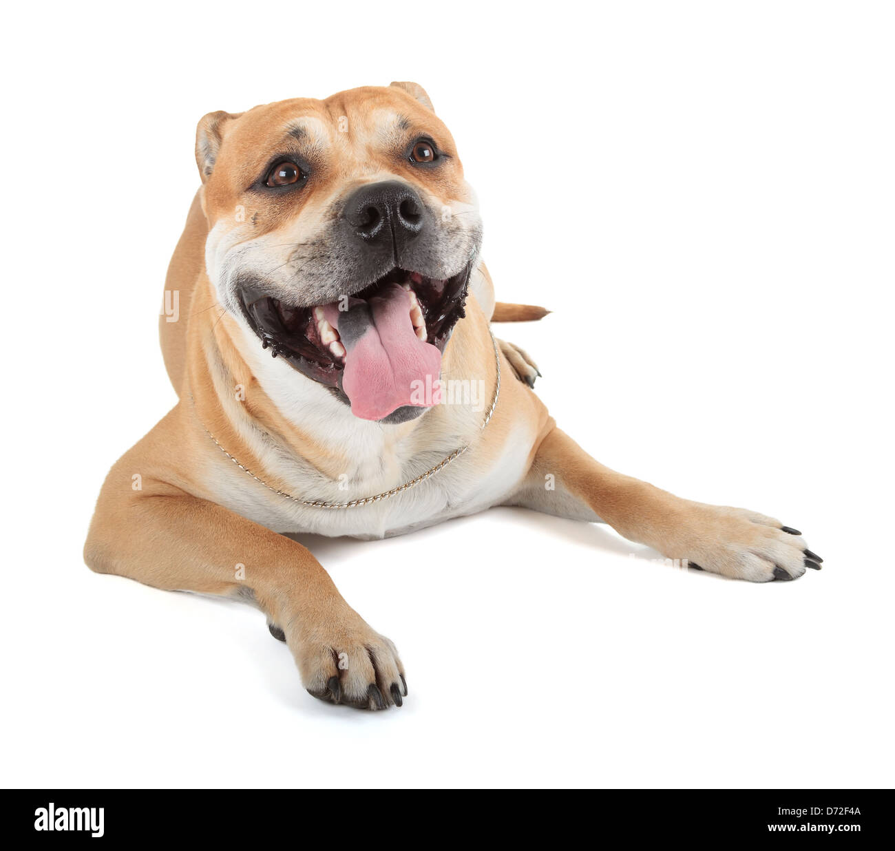 Perro dogo mallorquin -Fotos und -Bildmaterial in hoher Auflösung – Alamy